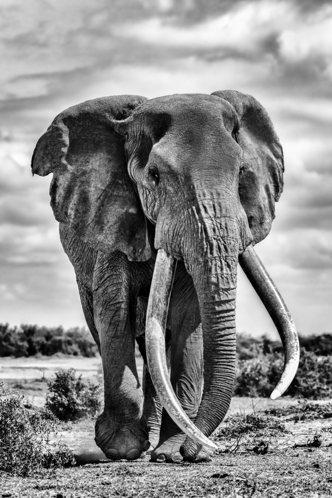 Super Tusker CRAIG 2023 • Olli Elf · Photographer · animal portraits ...