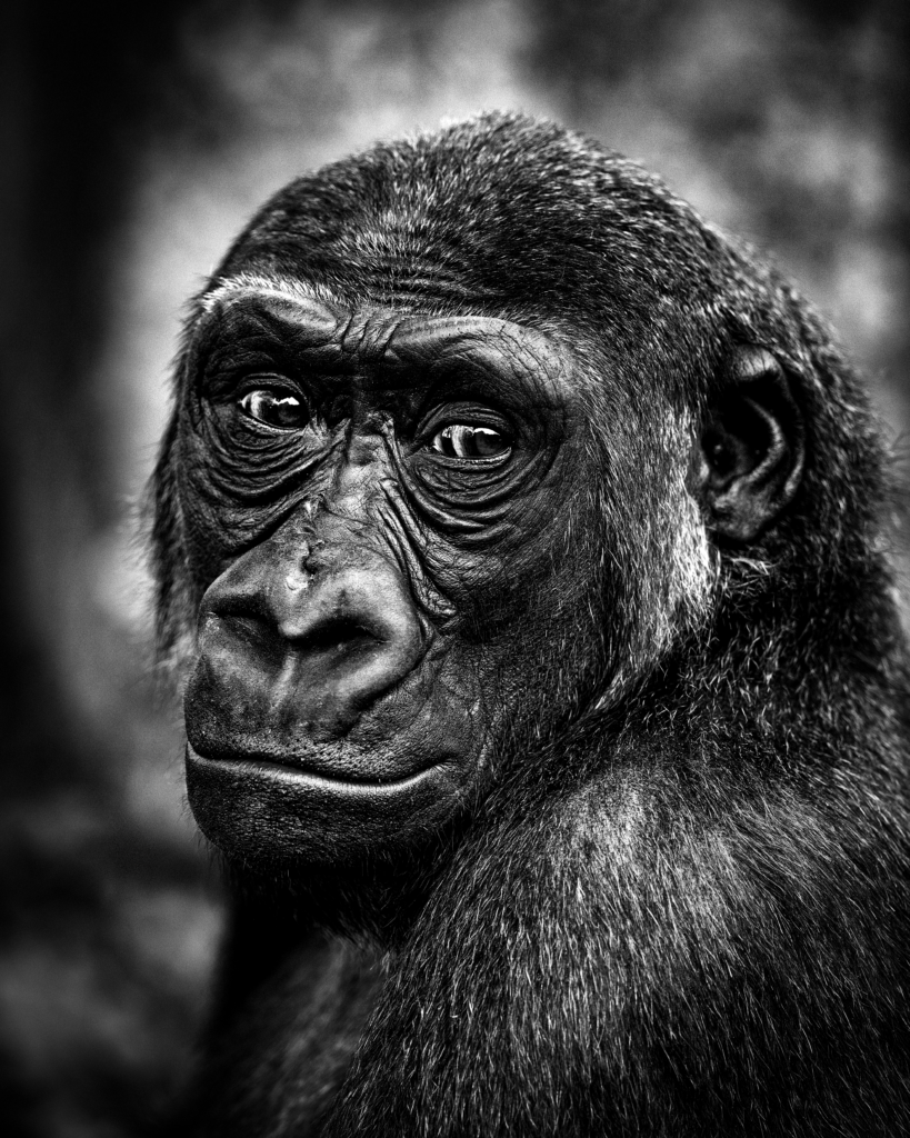 Gorilla with smoking head • Olli Elf · Photographer · Wildlife ...